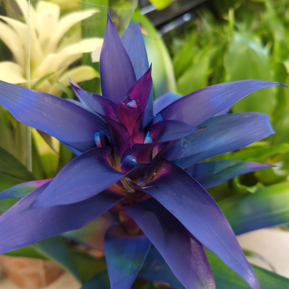 Guzmania Bromeliad | Blue Dyed & Guzmania Bromeliaceae