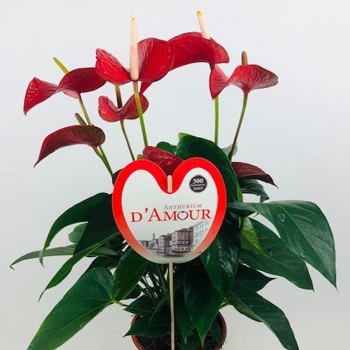 Flamingo Flower | Red Bull & Anthurium Andraeanum & Houseplant UK