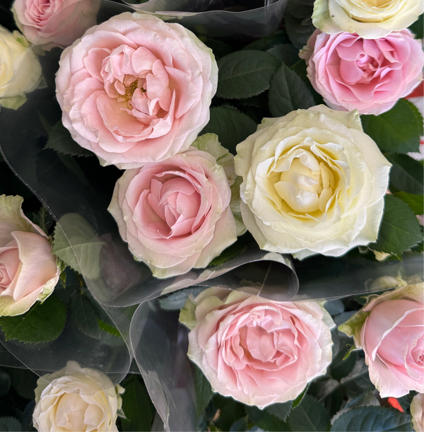 Flowering Rose | Grand Pearl Duo & Rosa