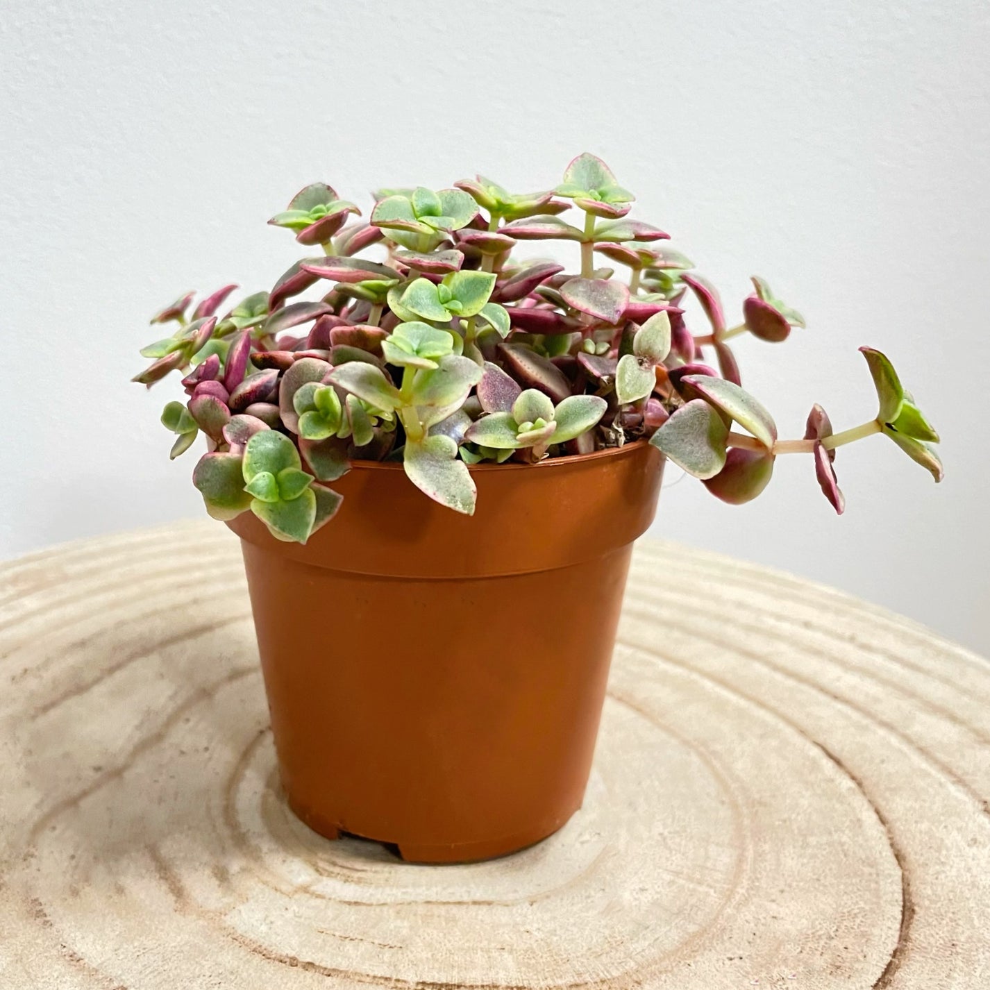 Calico Kitten | Red Albo & Crassula pellucida subsp. marginalis 'Rubra ...