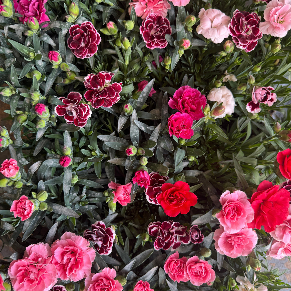 Carnation | Patio Plant Bundle & Dianthus