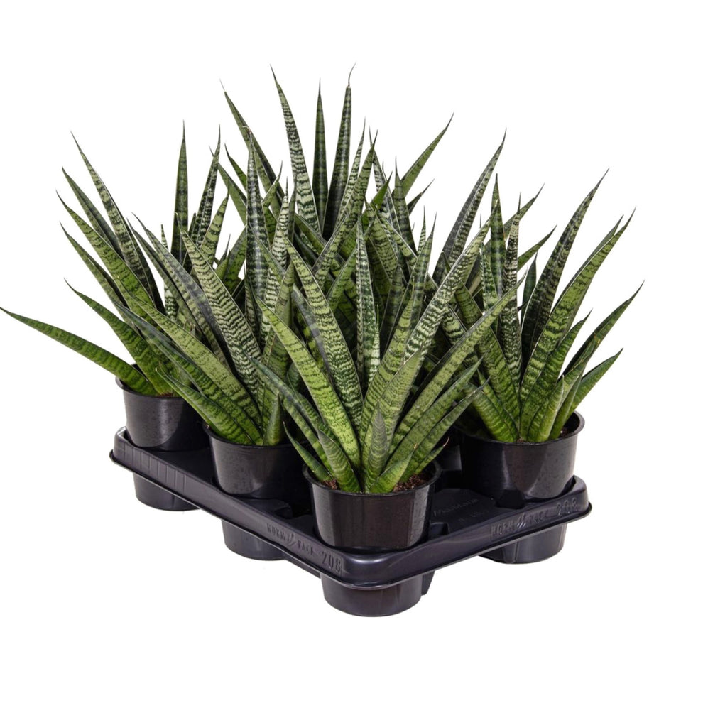 Snake Plant | Comet Queen Marble & Sansevieria Trifascia & Houseplant UK