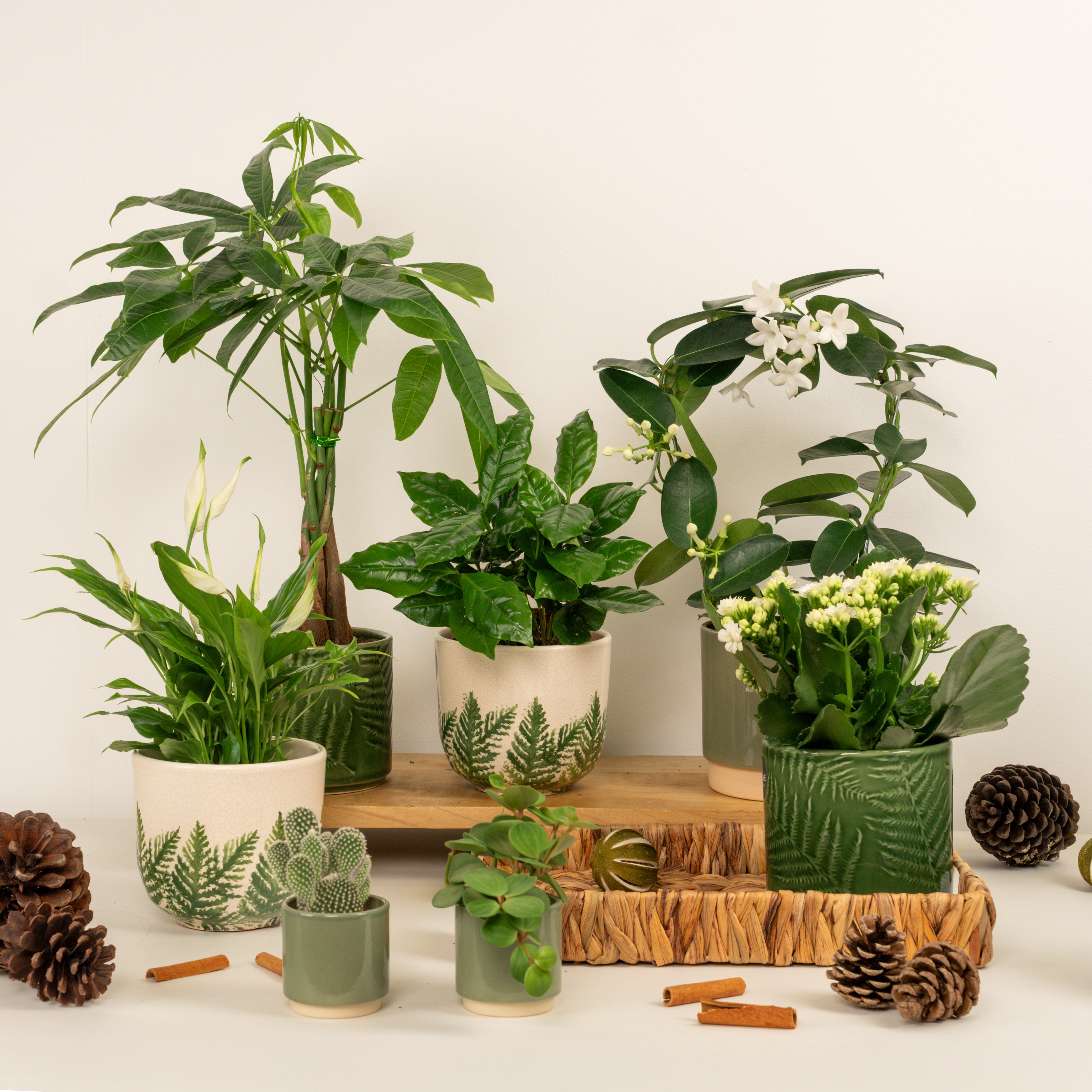 Leaf Your Troubles Behind | Plant Bundle & 7 X PLANTS | 7 X POTS ...