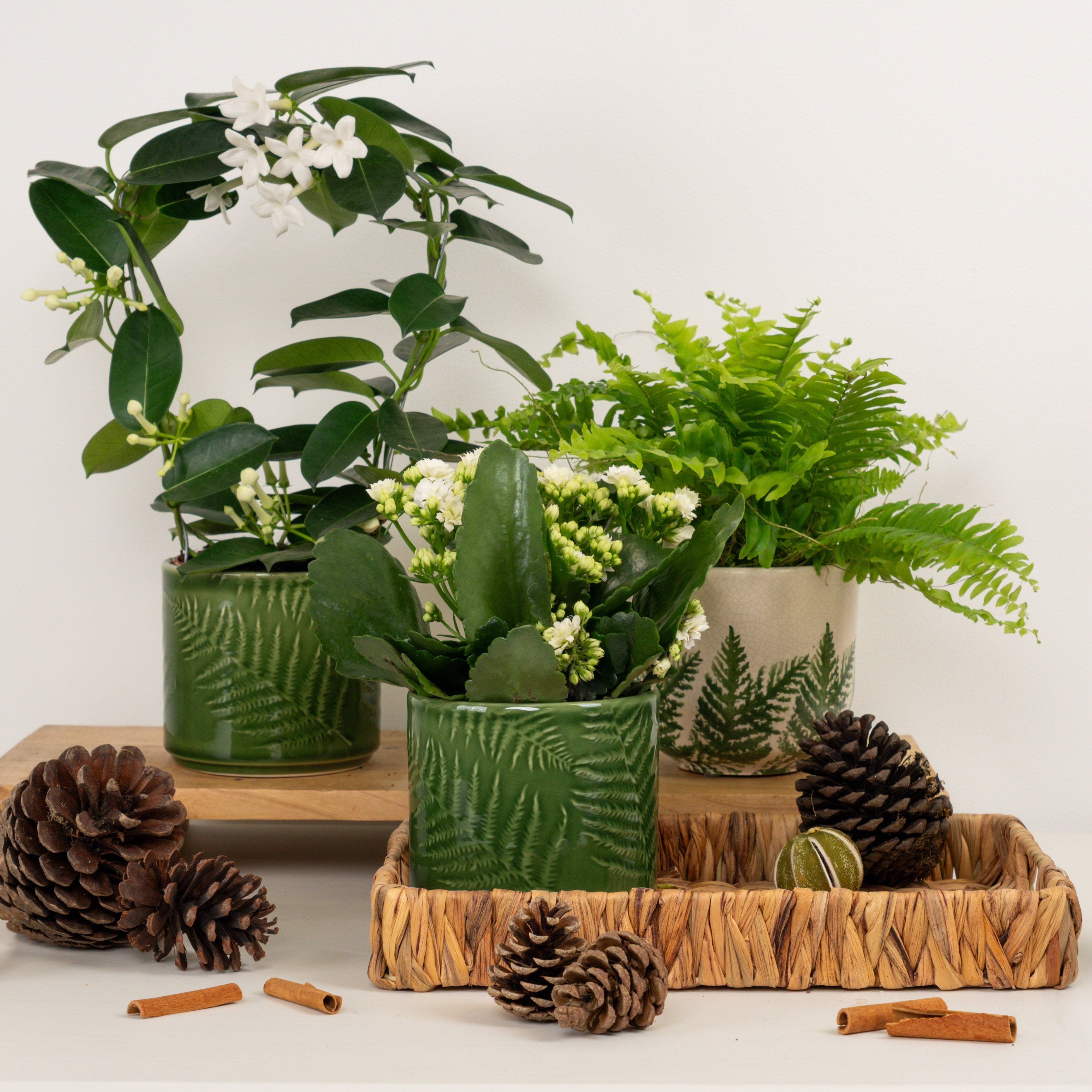 Seasonal Soul Soother | Plant Bundle & 3 X PLANTS | 3 X POTS ...