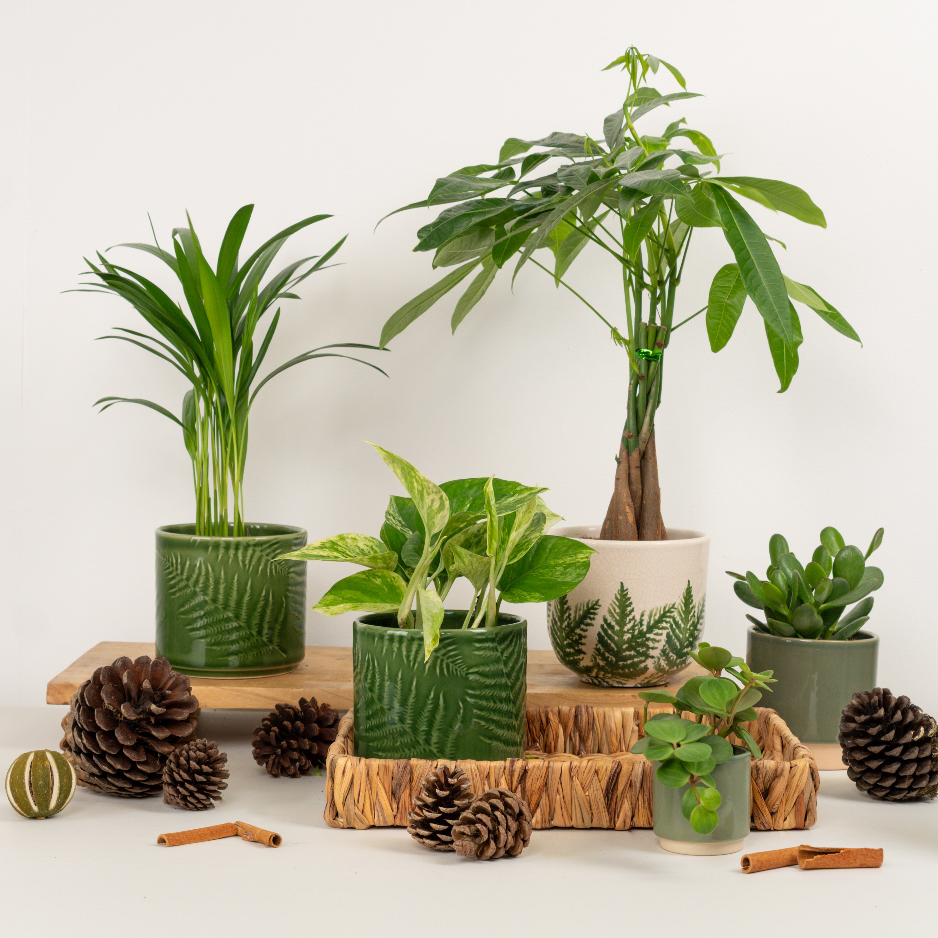 Warmth & Wellness | Plant Bundle & 5 X PLANTS | 5 X POTS & Houseplant UK