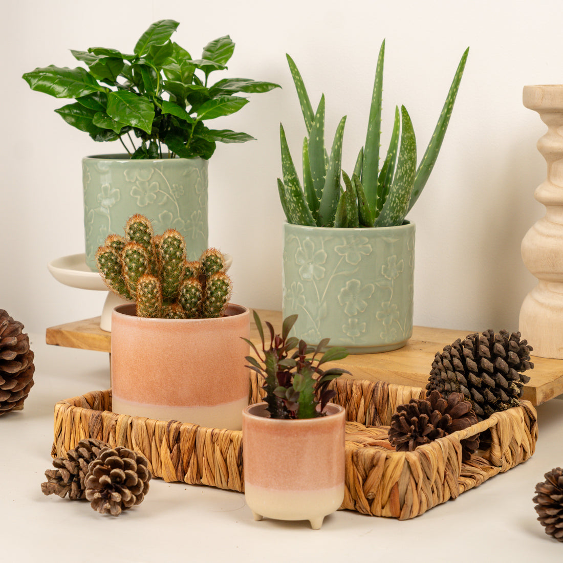 Modern Zen | Plant Bundle & 4 X PLANTS | 4 X POTS
