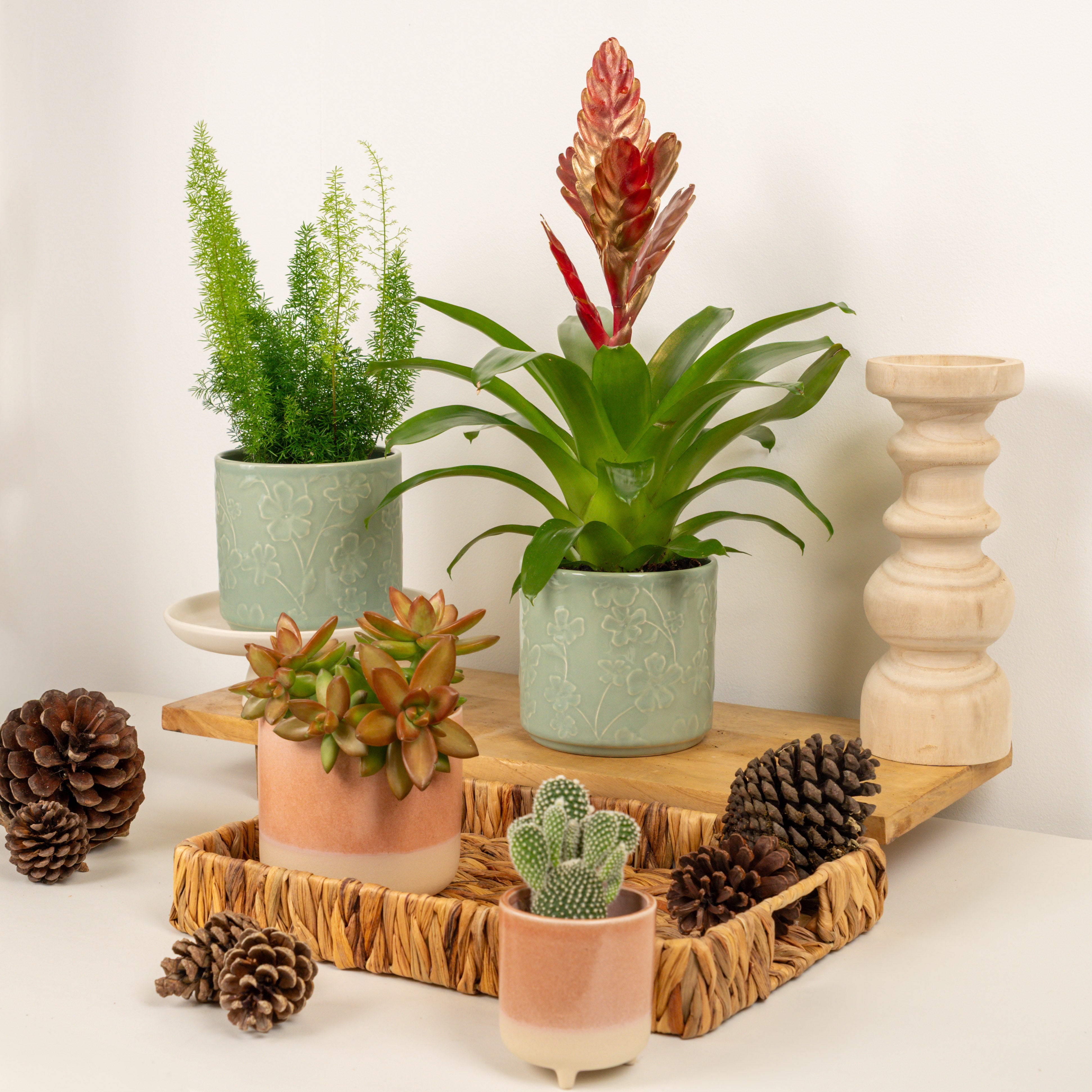 Baby It's Cold Outside | Plant Bundle & 4 X PLANTS | 4 X POTS ...