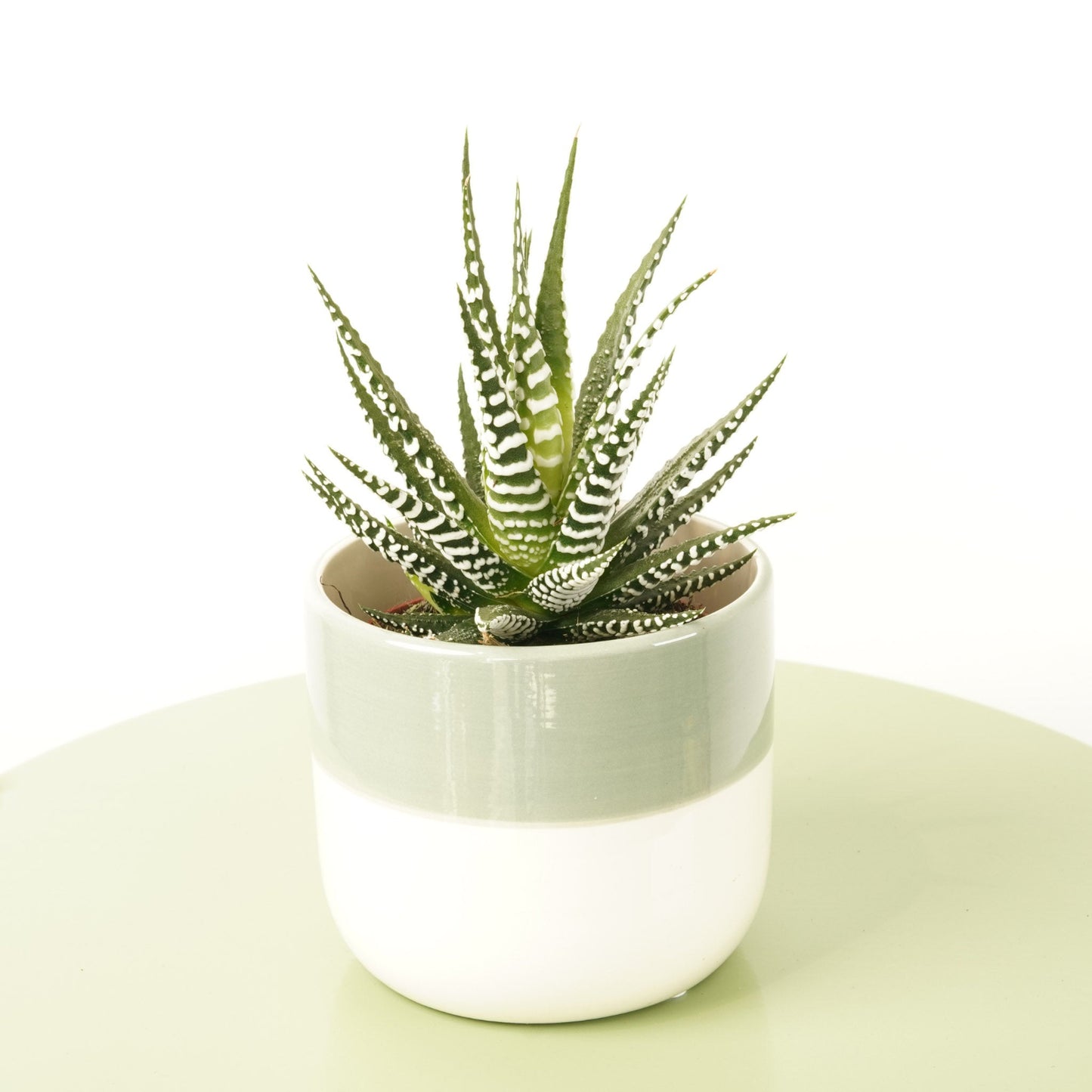 Zebra Cactus | Big Band & Haworthia & Houseplant UK
