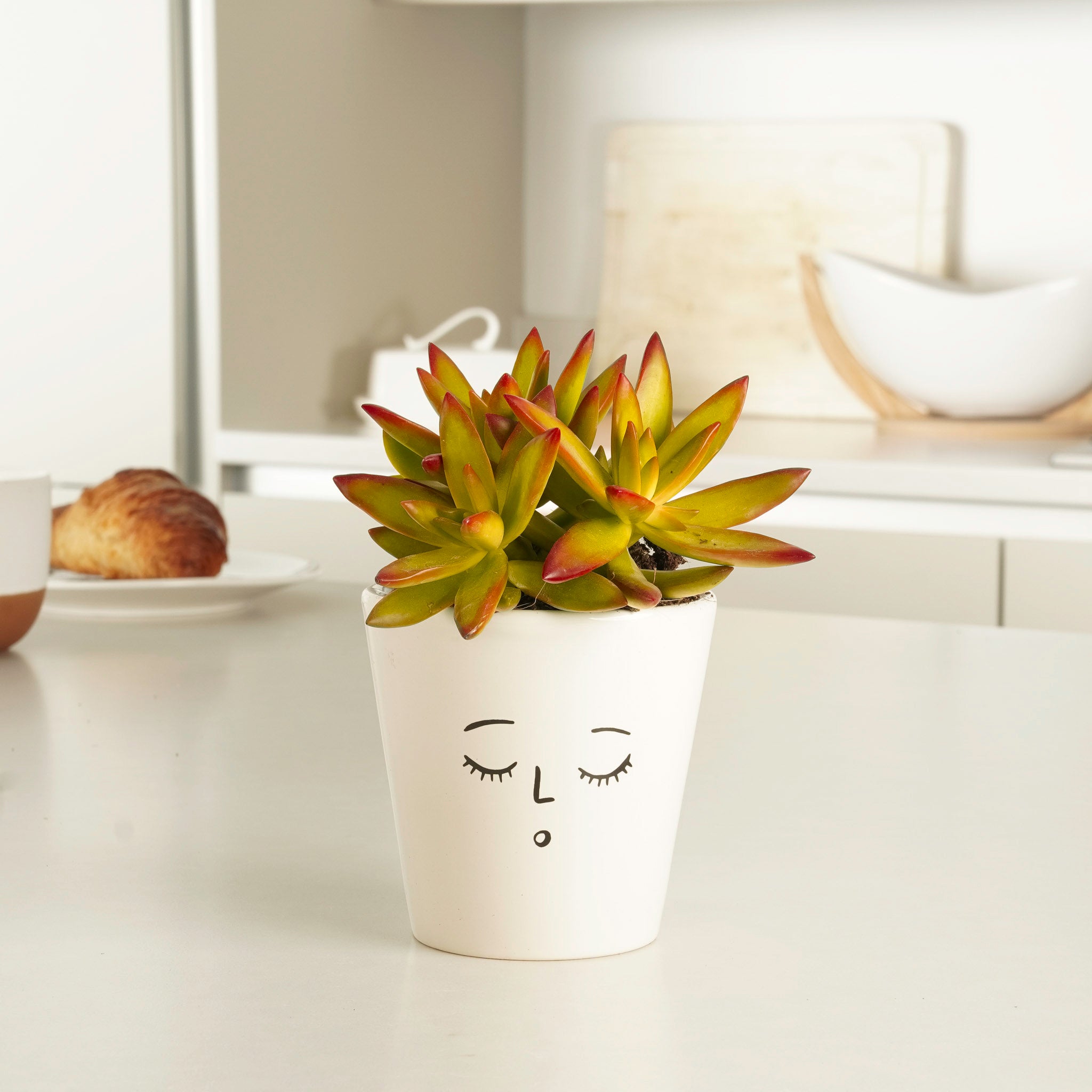 Small Plants & Tot Pots & Houseplant UK