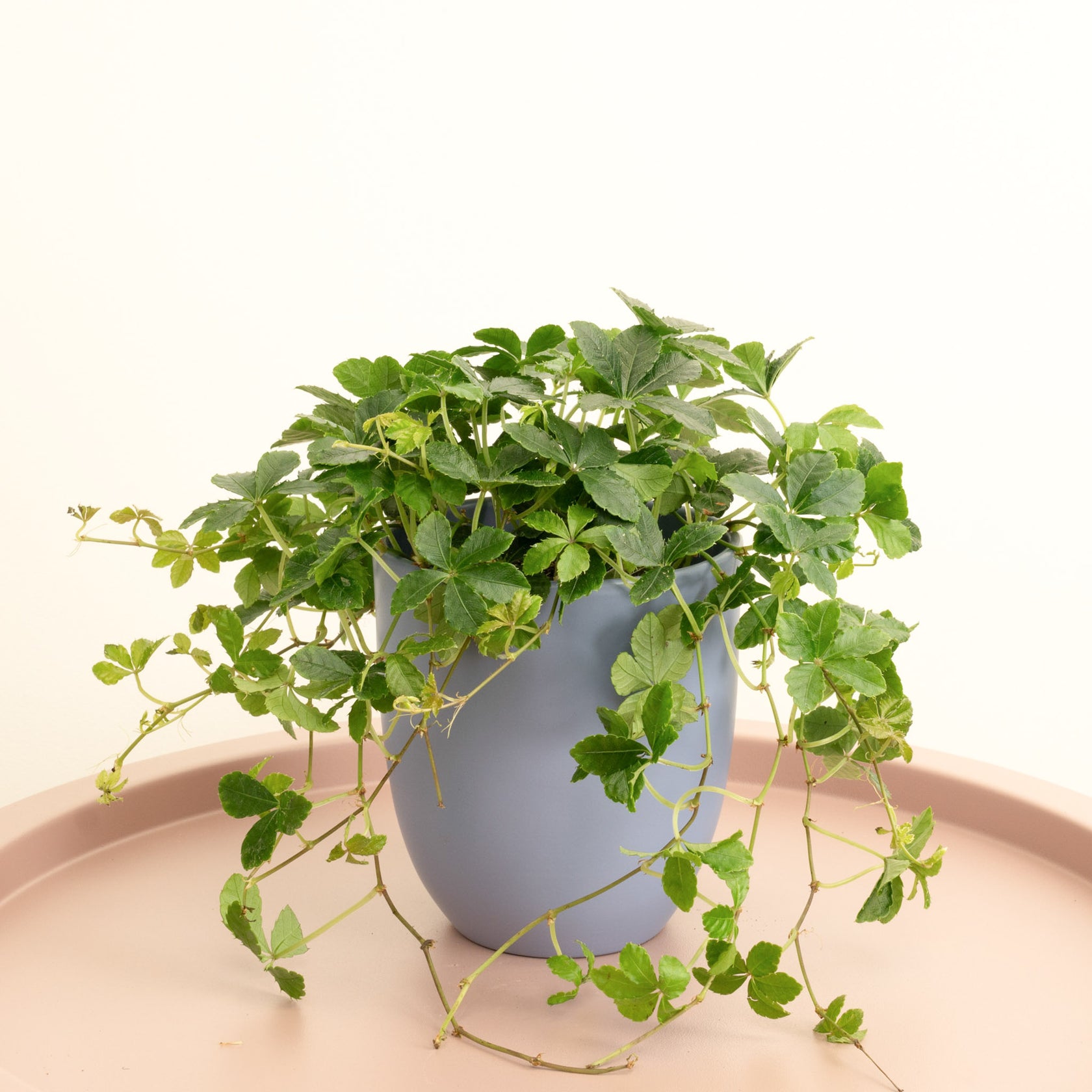 Sugar Vine | Verona & Parthenocissus Inserta/Clematicissus Striata ...