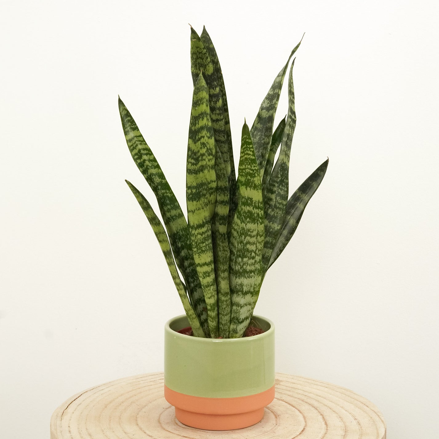 Snake Plant | Zeylanica & Sansevieria Trifasciata & Houseplant UK