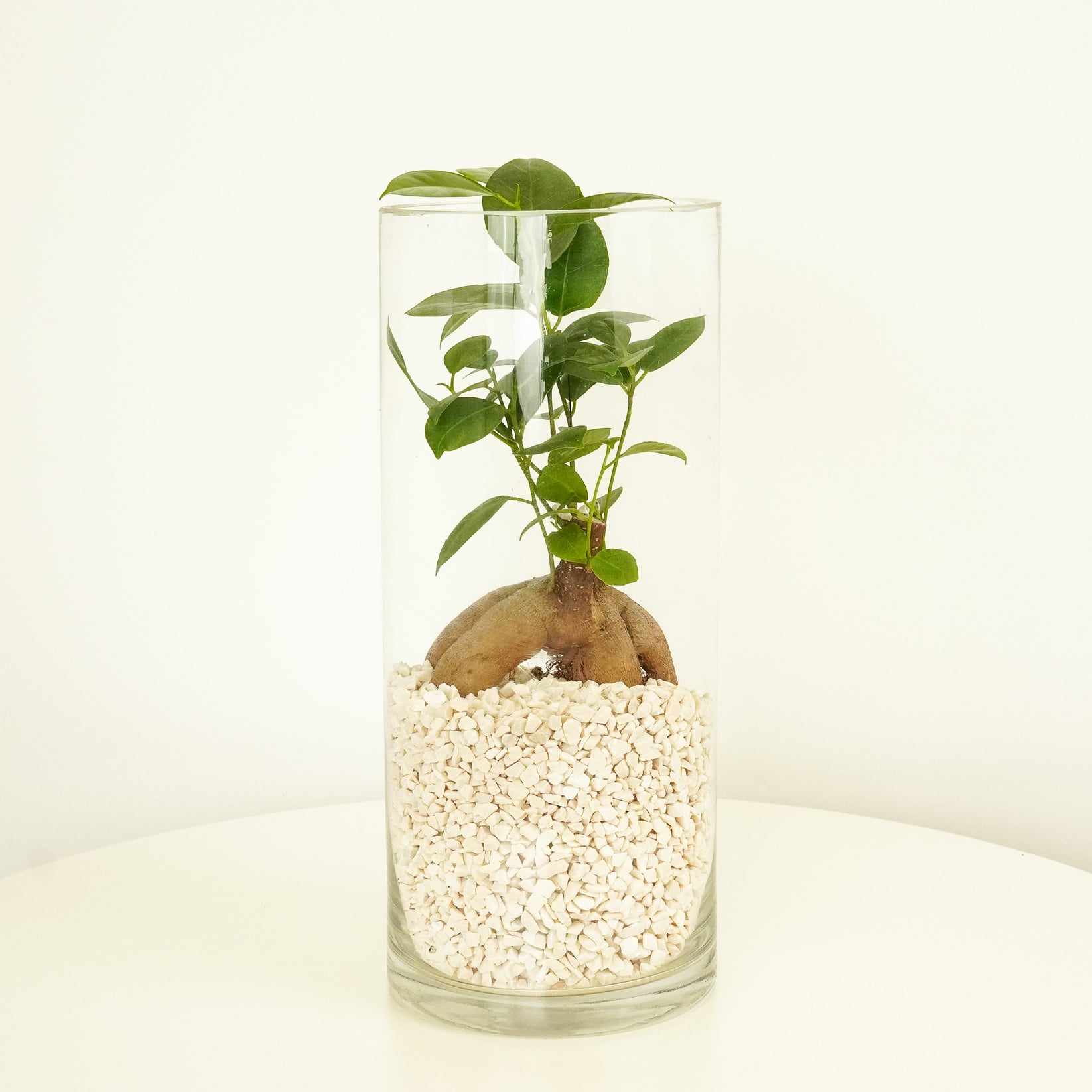 Pot Belly Fig | Terrarium & Ficus Ginseng