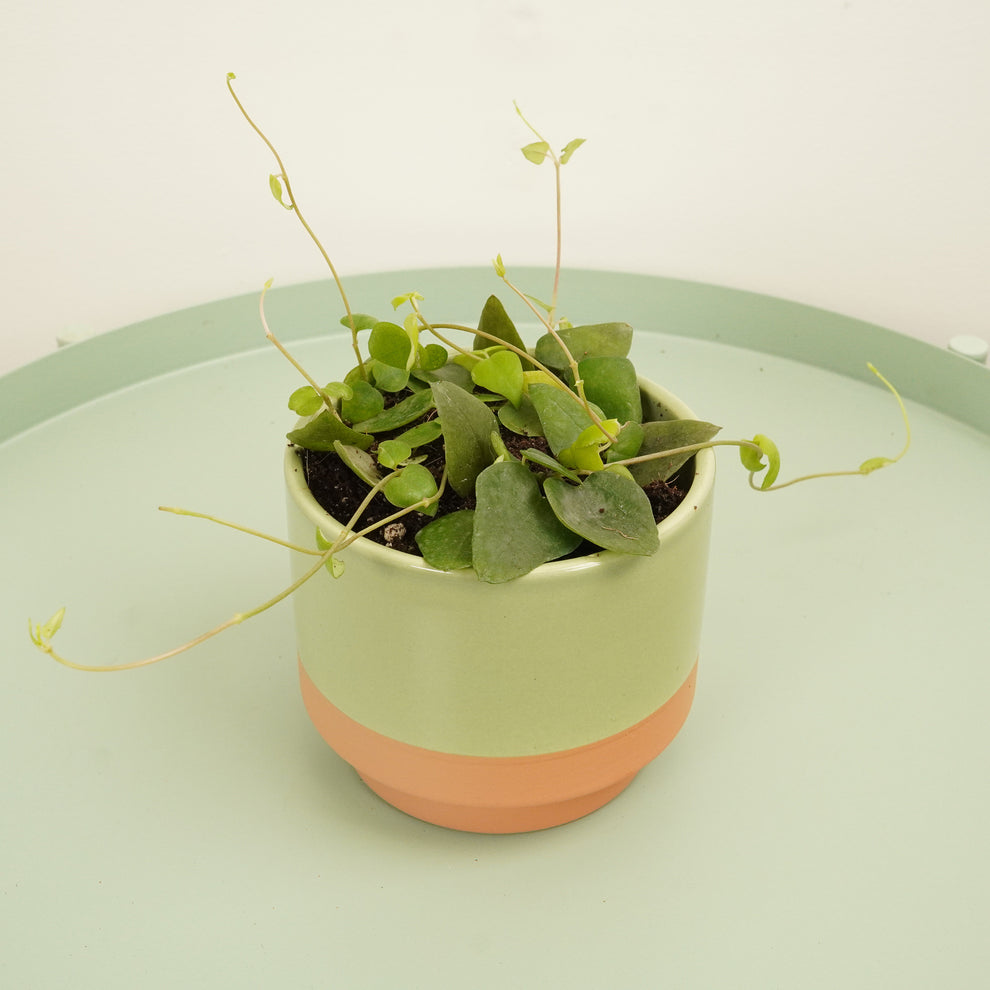 String Of Spades | Remy & Ceropegia & Houseplant UK