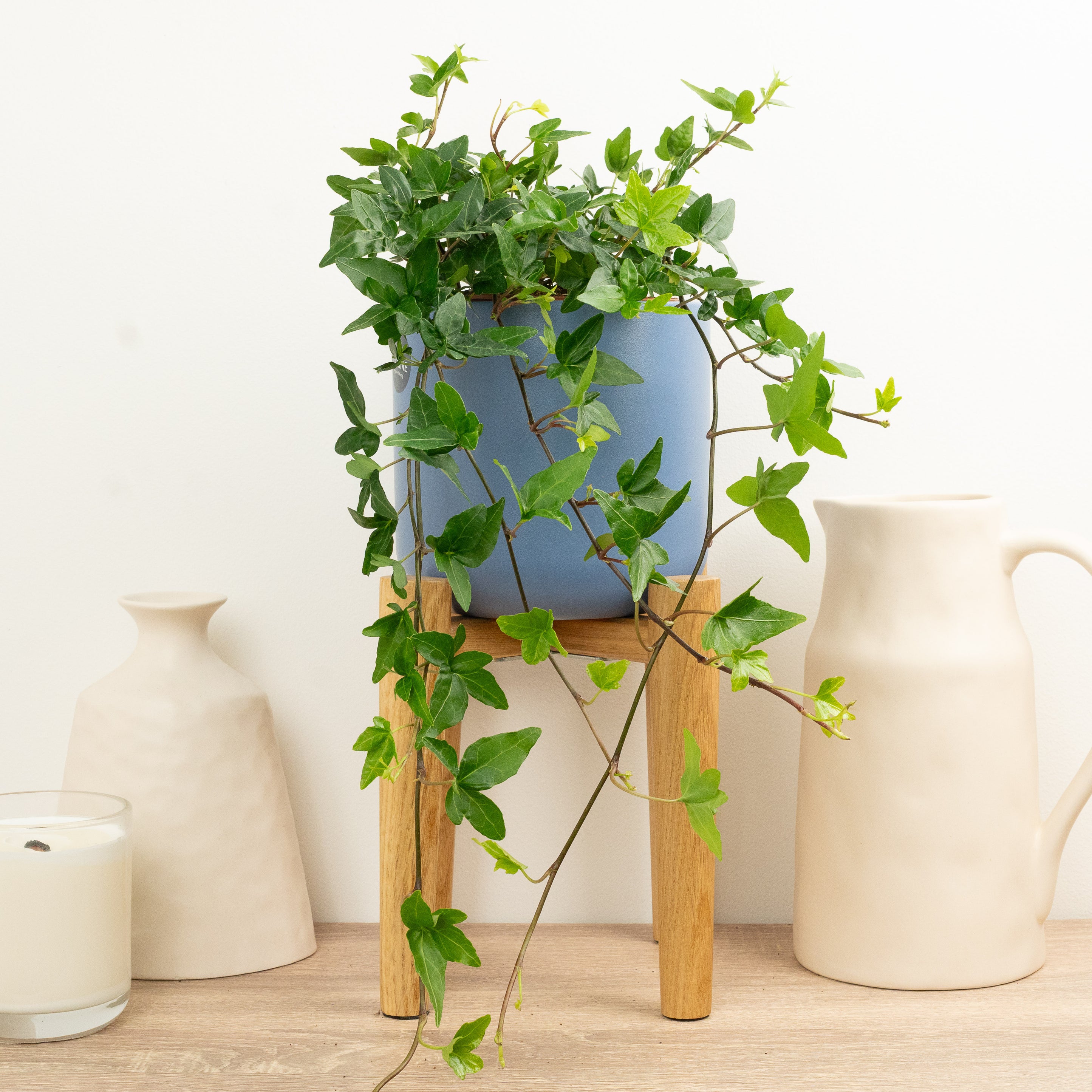 English Ivy | Shamrock & Hedera Helix
