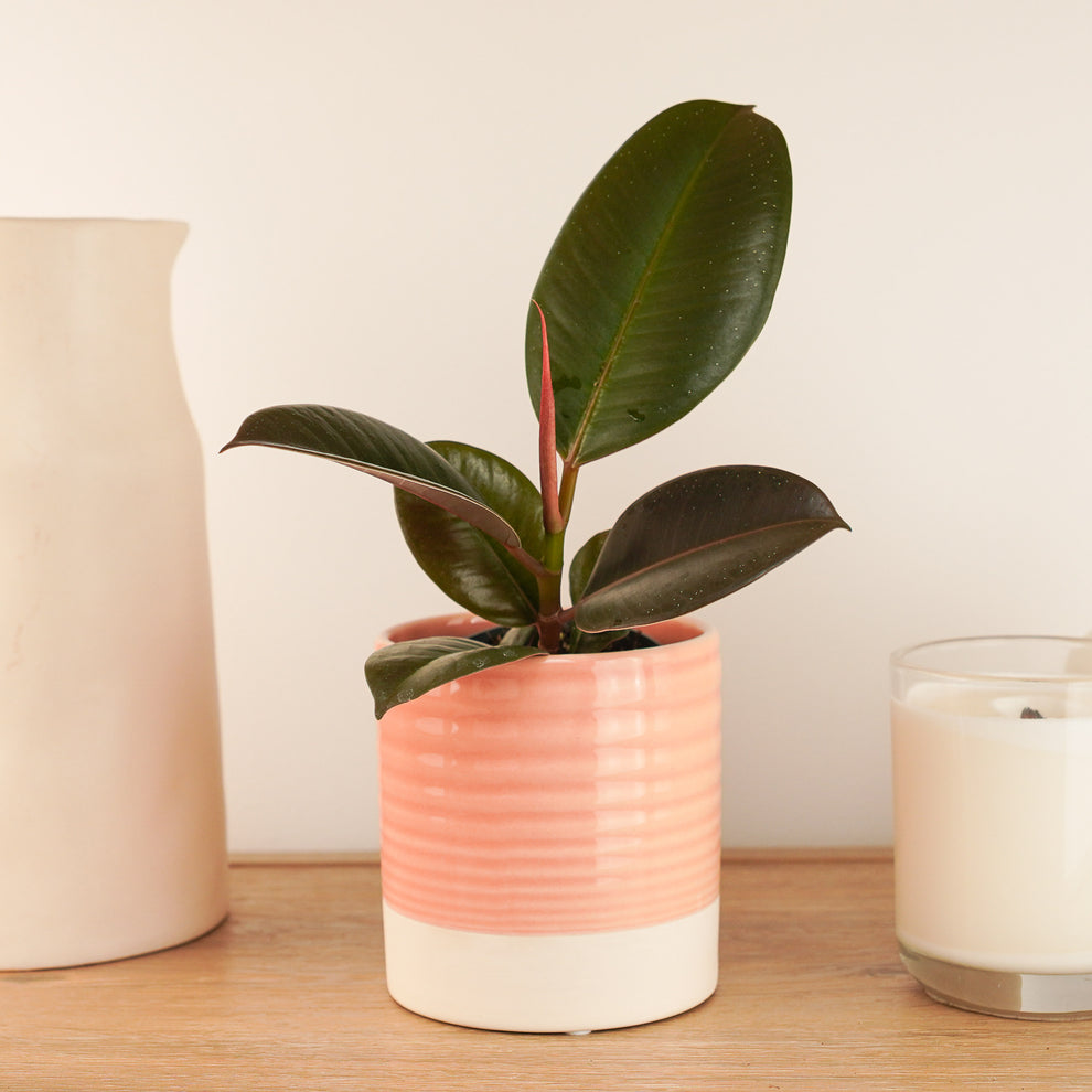 Rubber Tree | Melany & Ficus Elastica
