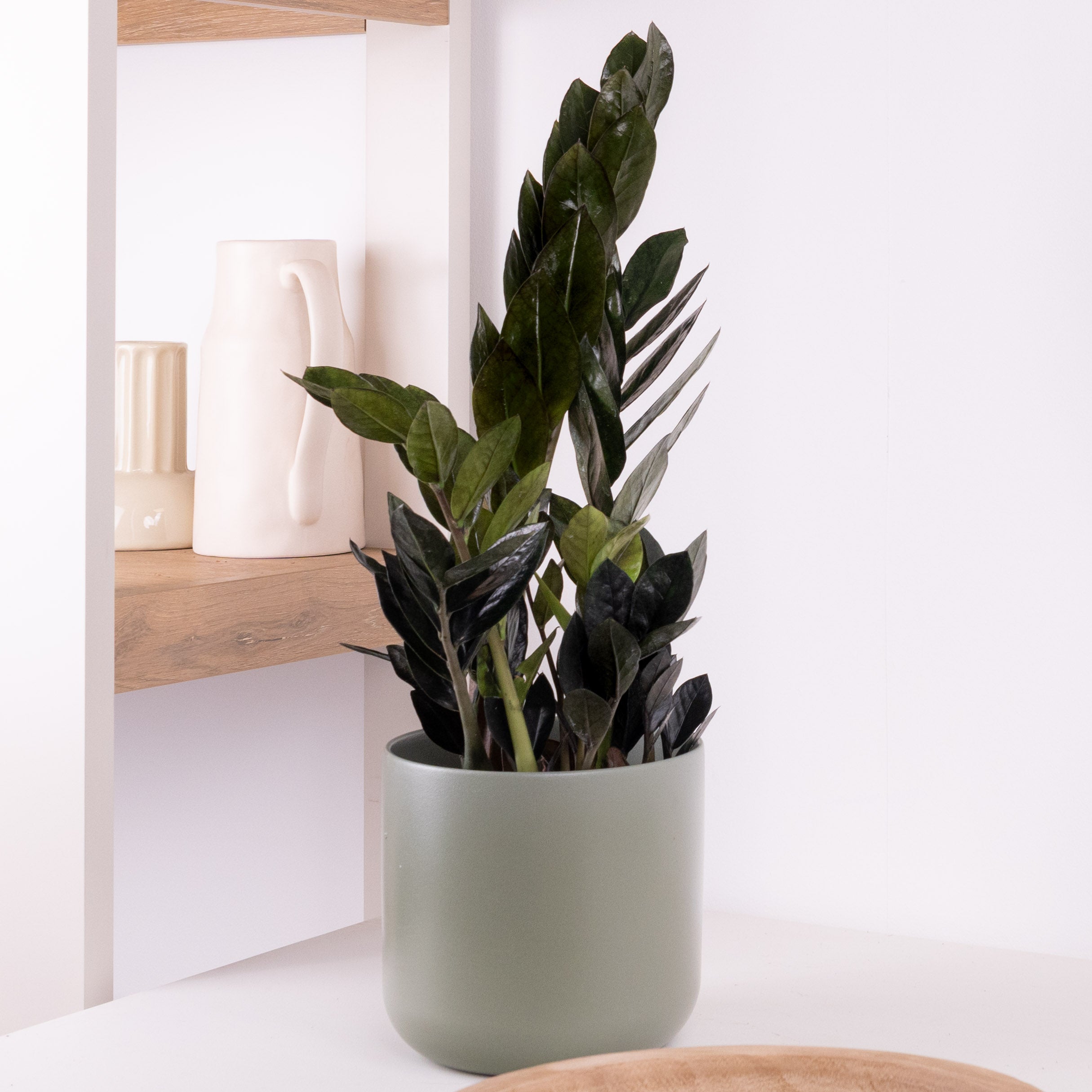Black ZZ Plant | Raven & Zamioculcas Zamiifolia & Houseplant UK