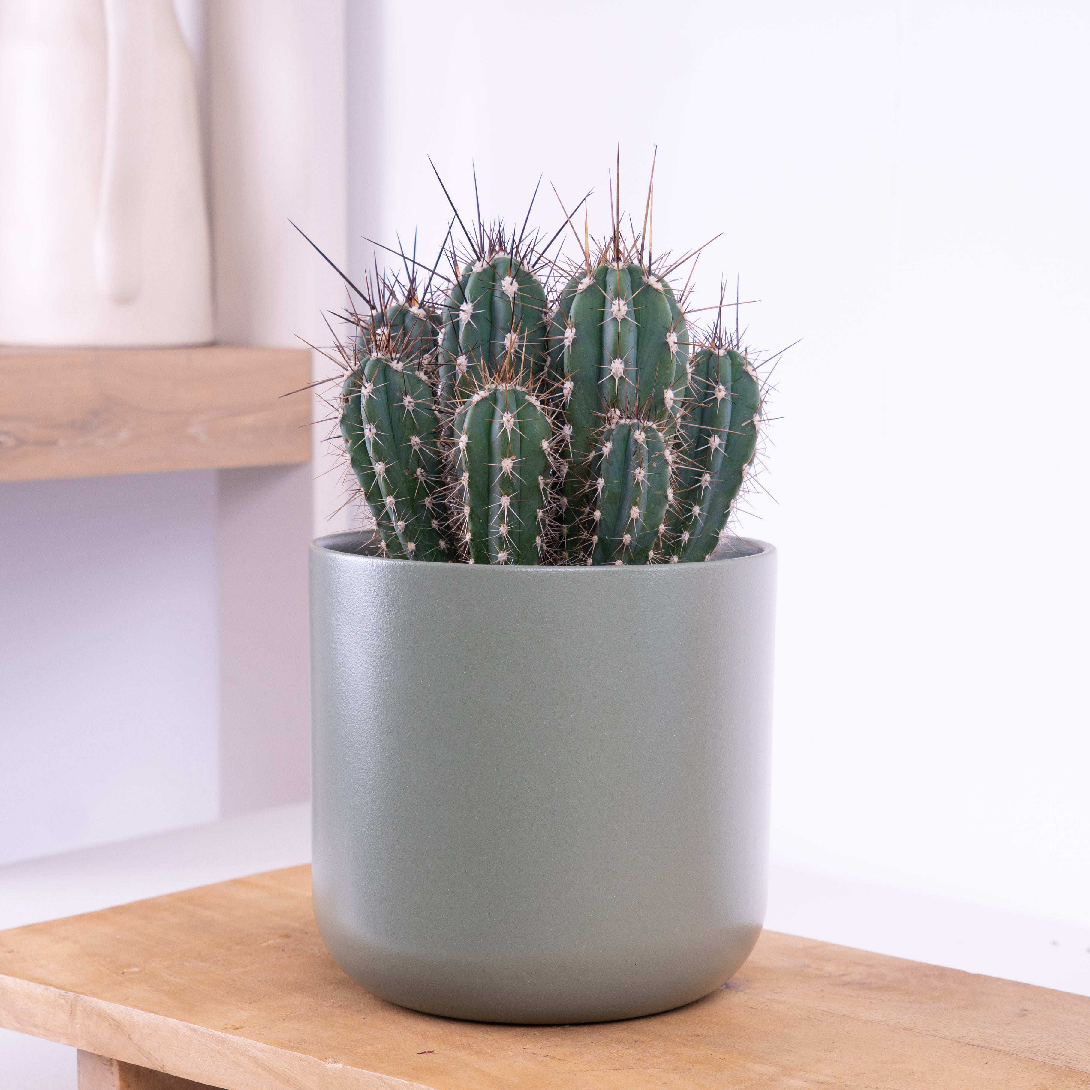 Stetsonia Coryne | Toothpick Cactus & Stetsonia Coryne & Houseplant UK