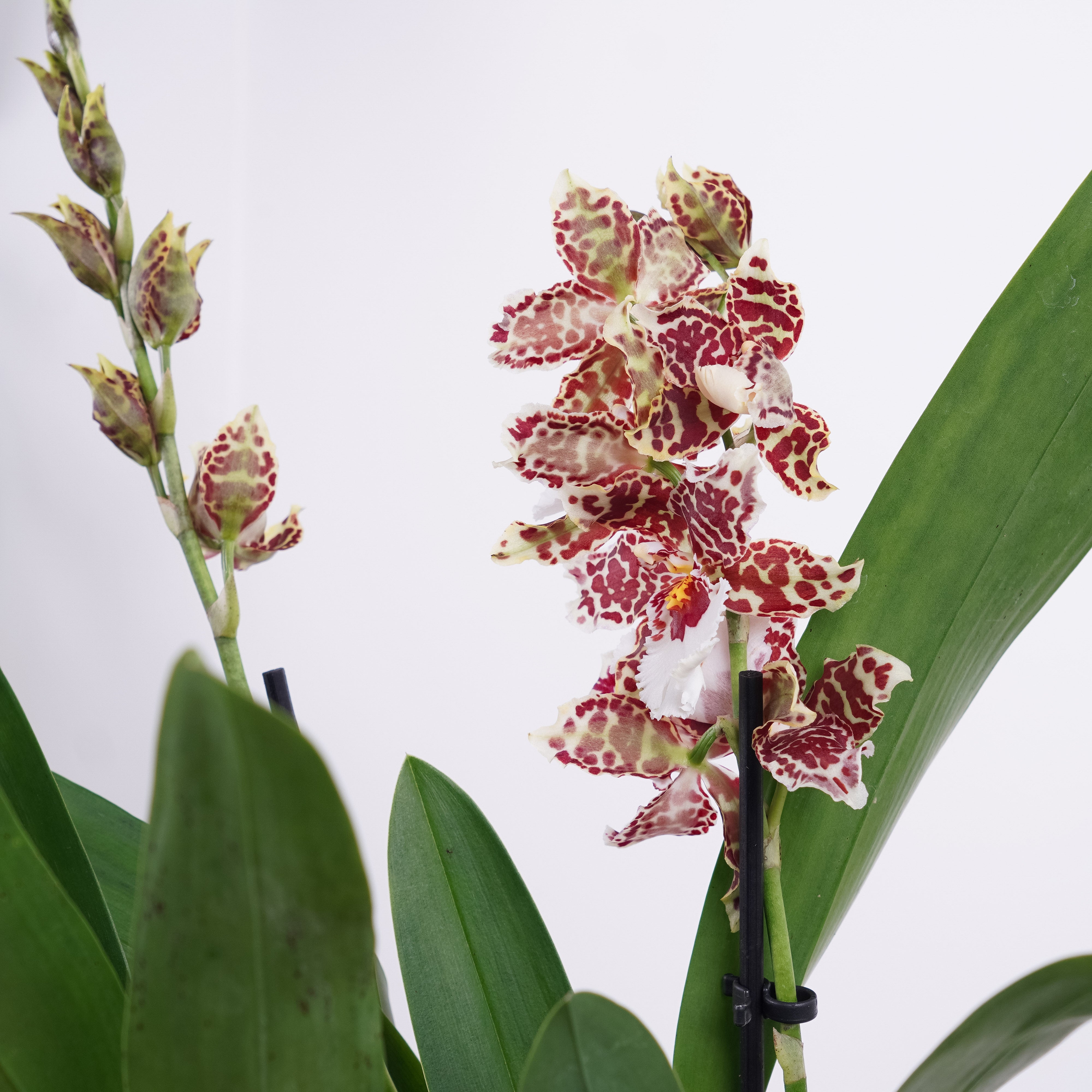 Cambria Orchid | Leopard & Burrageara Orchid X Oncidium & Houseplant UK