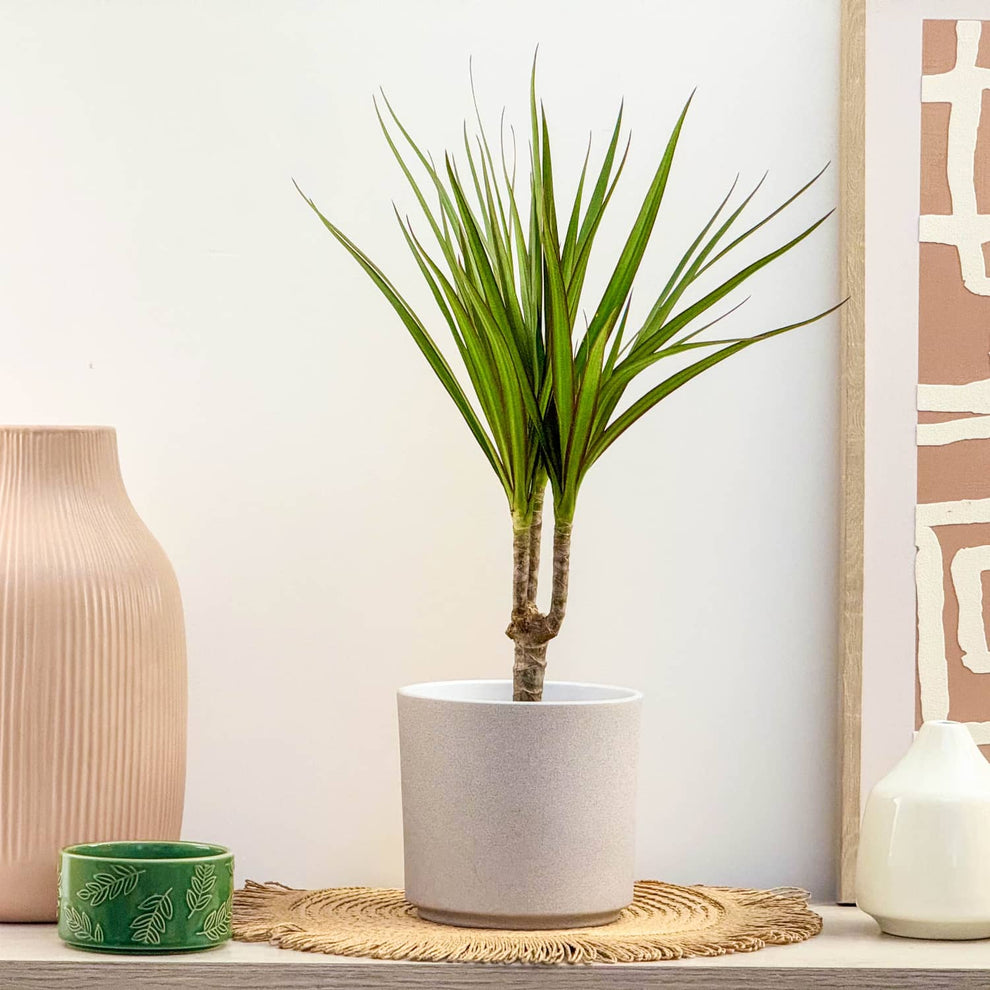 Dragon Tree | Marginata & Dracaena Marginata & Houseplant UK