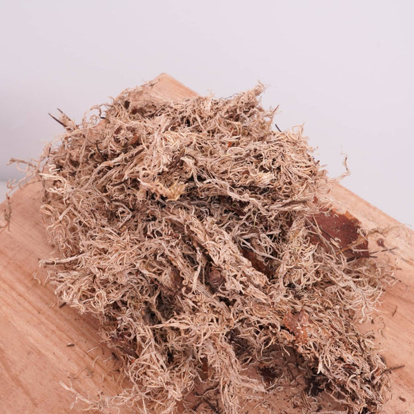 Dried Moss | Natural