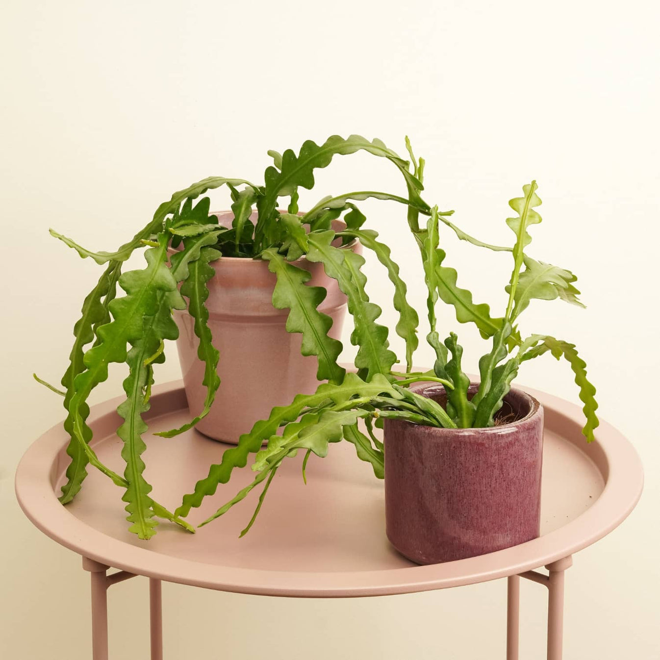 Fishbone Cactus & Epiphyllum Anguliger & Houseplant UK