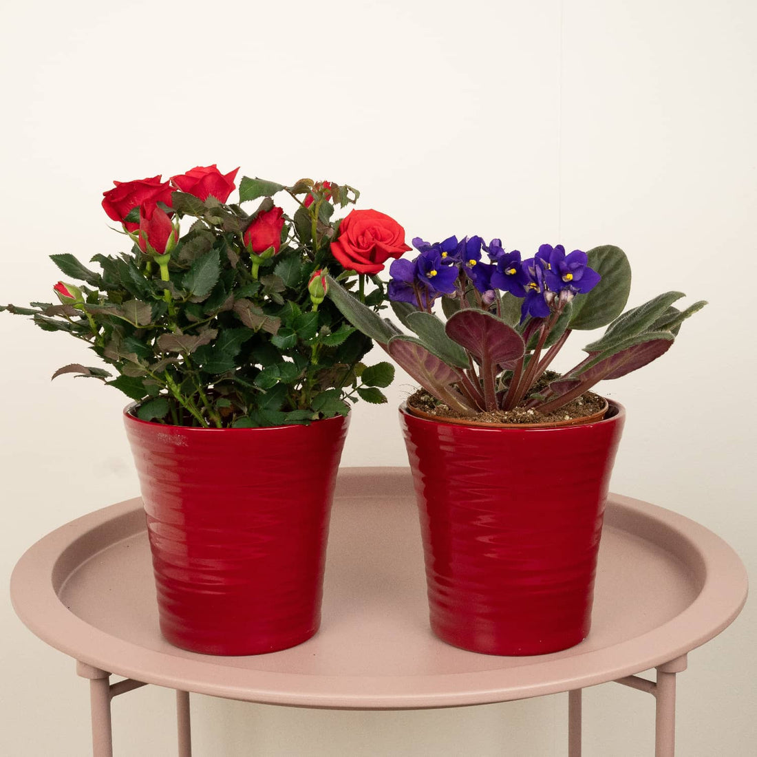 Flowering Favourites | Plant Bundle & 2 X PLANTS | 2 X POTS & Houseplant UK