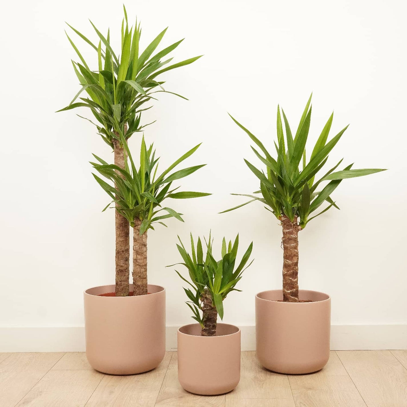 Yucca & Yucca Elephantipes & Houseplant UK