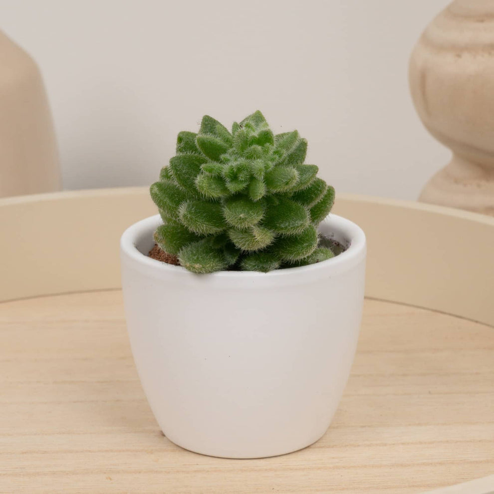 Little Missy Plant & Sedum Hintonii