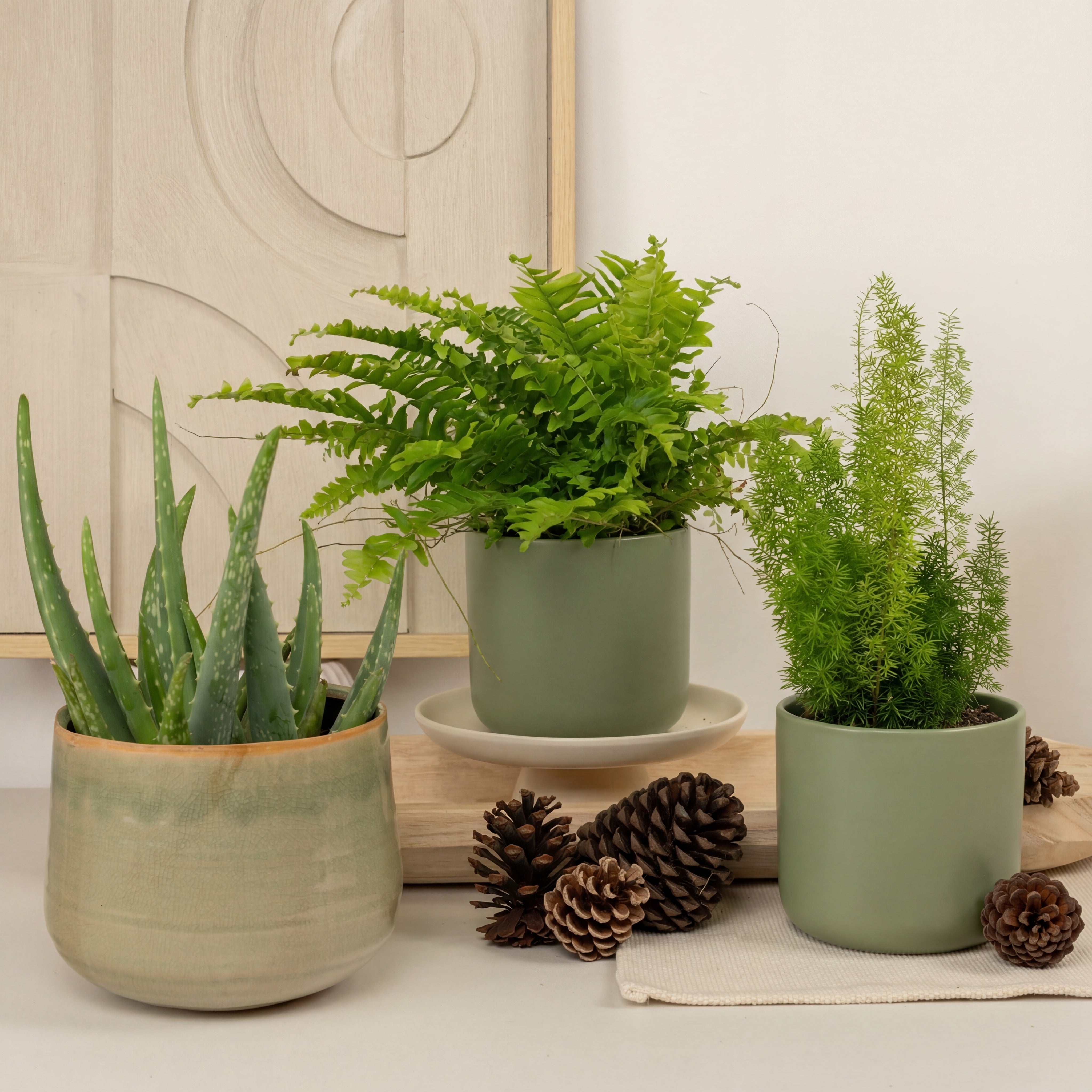 Relax & Refresh | Plant Bundle & 3 X PLANTS | 3 X POTS & Houseplant UK