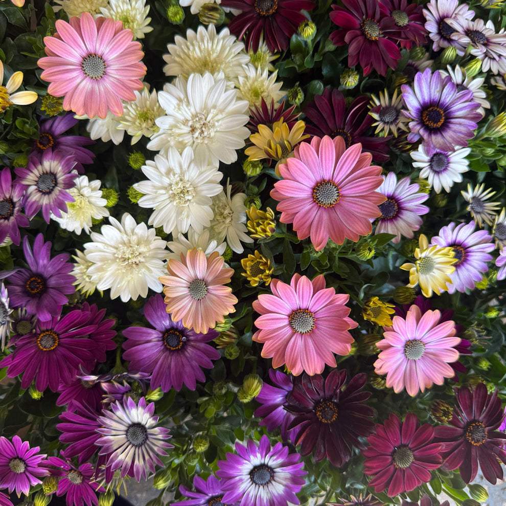 African Daisy | Patio Plant Bundle & Osteospermum