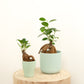 Pot Belly Fig & Ficus Ginseng & Houseplant UK