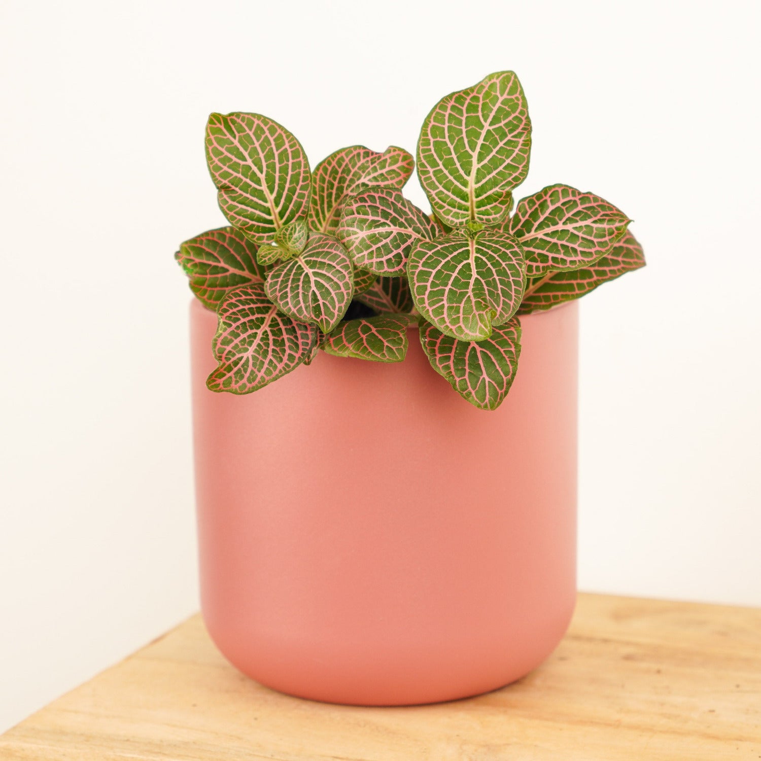 Nerve Plant | Psychedelic & Fittonia VERSCHAFFELTII & Houseplant UK