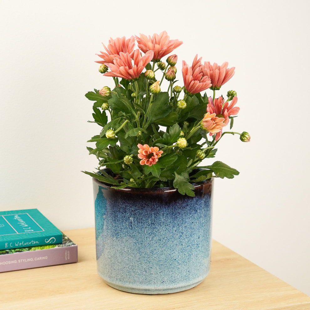 Mum | Raspberry Dream & Chrysanthemum & Houseplant UK