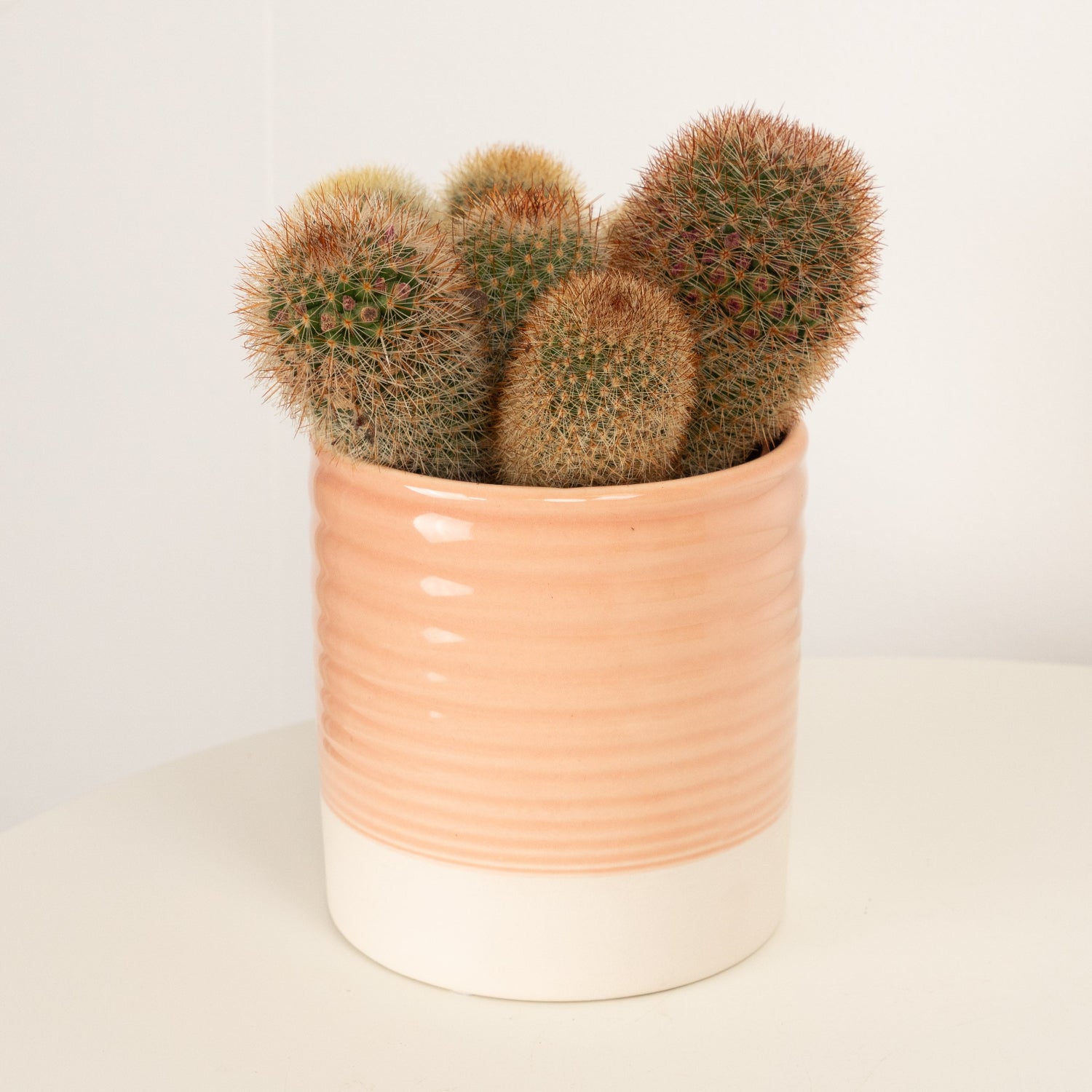 Red Headed Irishman Cactus & Mammillaria spinosissima & Houseplant UK