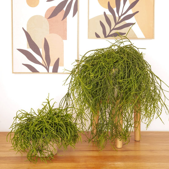 Mistletoe Cactus | Oasis & Rhipsalis Heteroclada