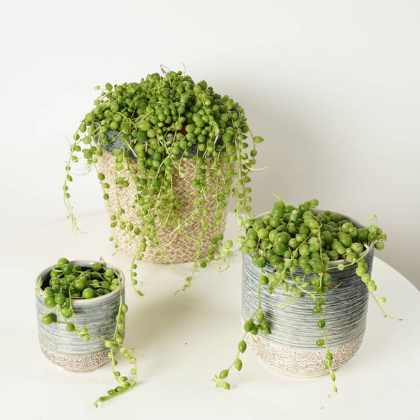 String Of Pearls & Senecio Rowleyanus & Houseplant UK