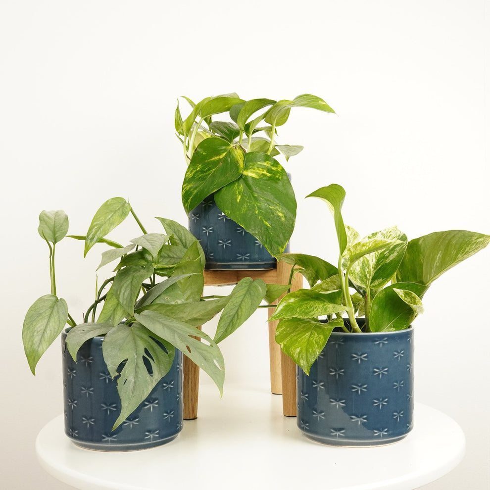 Trailing Pothos | Plant Bundle & 3 X PLANTS | 3 X POTS