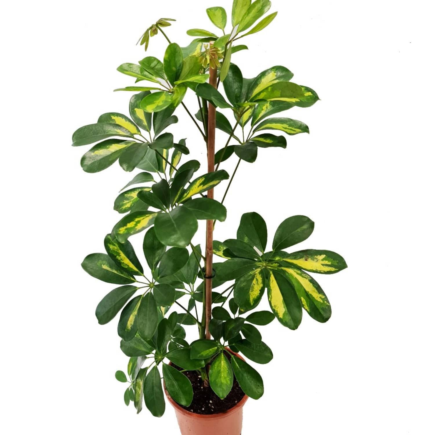 Umbrella Tree | Gold Capella & Schefflera Arboricola & Houseplant UK