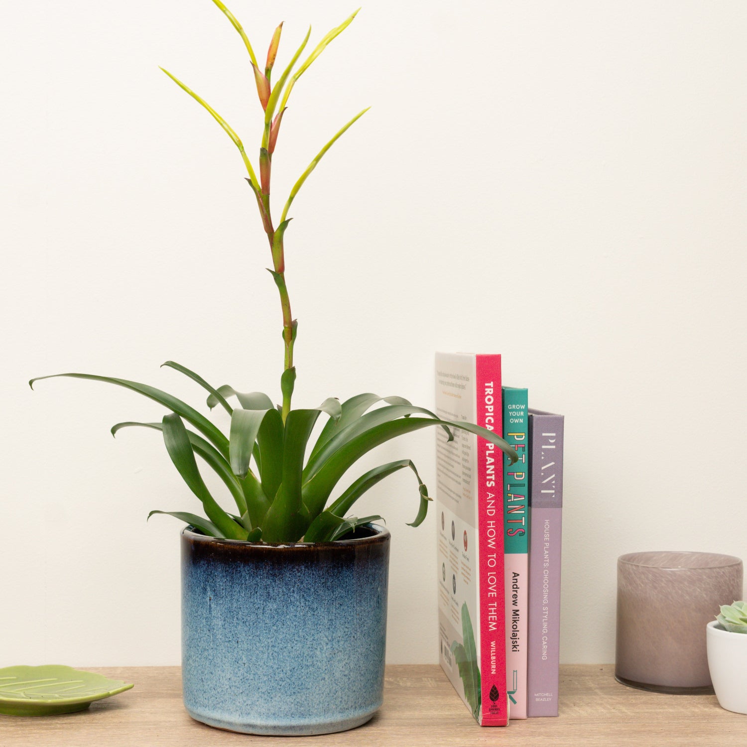 Vriesea Flaming Sword | Happy Yellow & Vriesea Splendens & Houseplant UK
