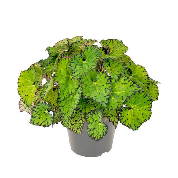Begonia Rex | Lime Fever & Begoniaceae & Houseplant UK
