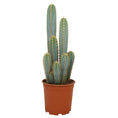 Blue Torch Cactus & Pilocereus Azureus & Houseplant UK
