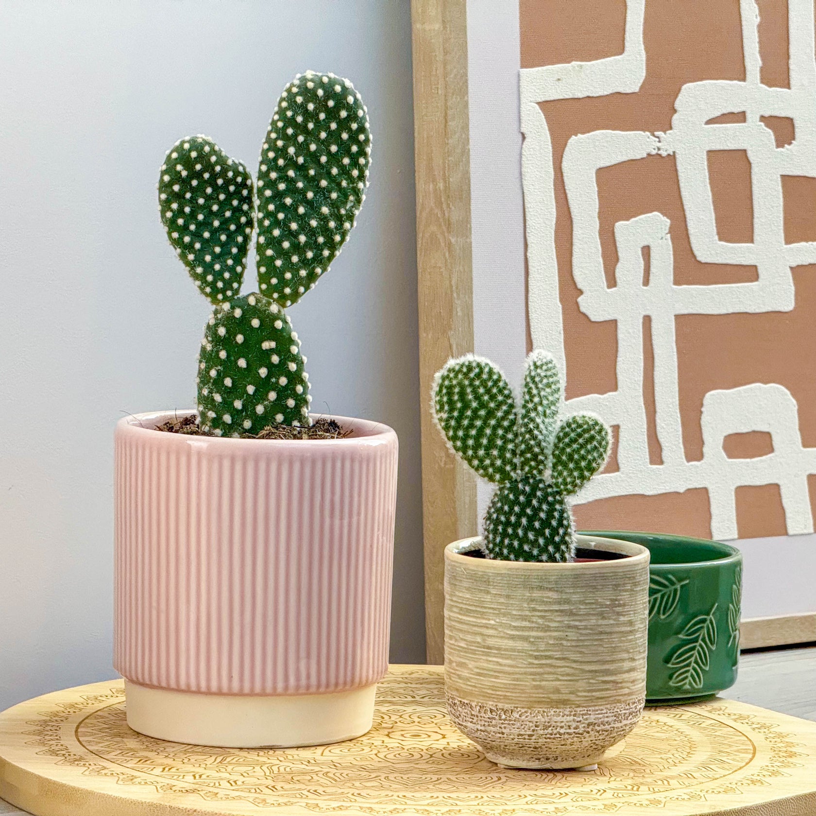 Bunny Ears Cactus & Opuntia Microdaisy Albata & Houseplant UK