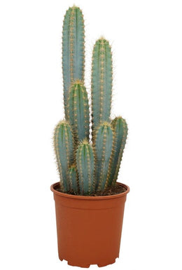 Blue Torch Cactus & Pilocereus Azureus & Houseplant UK