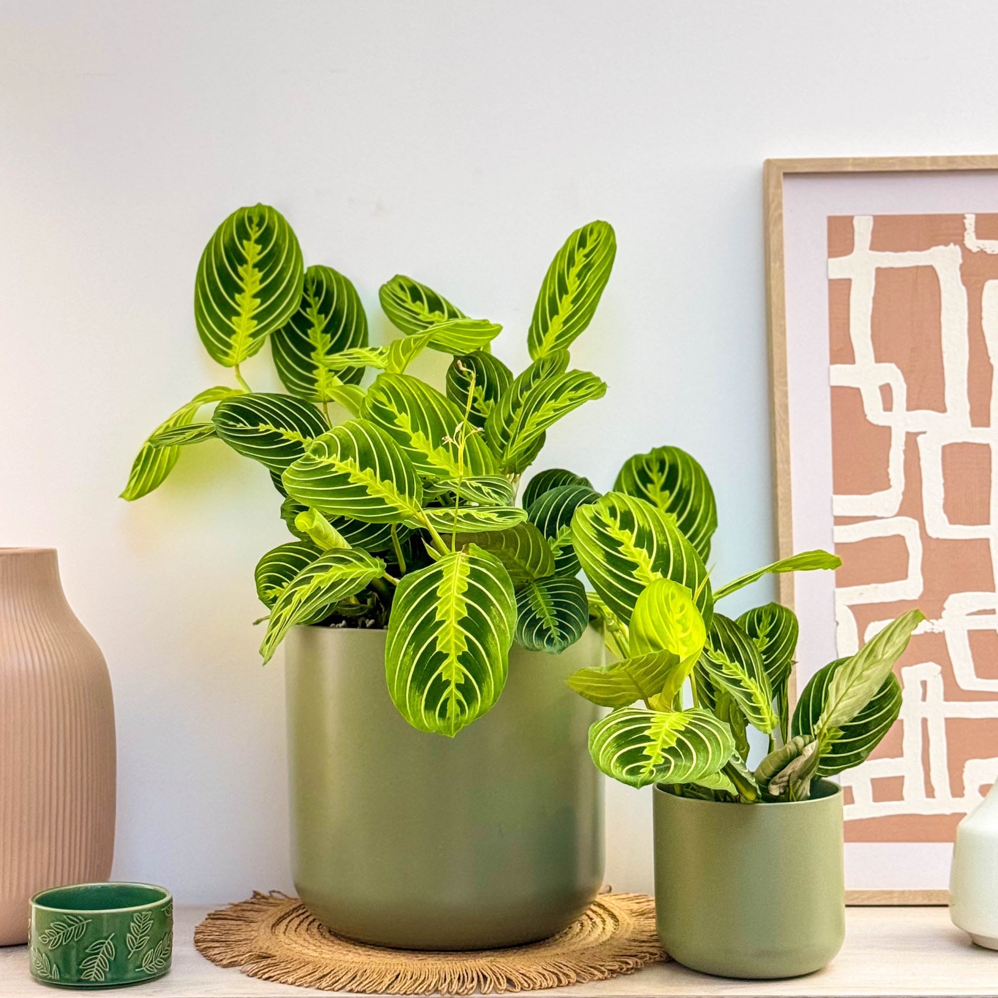 Prayer Plant | Lemon Lime | Rare Plant & Maranta Leuconeura 'Marisela'