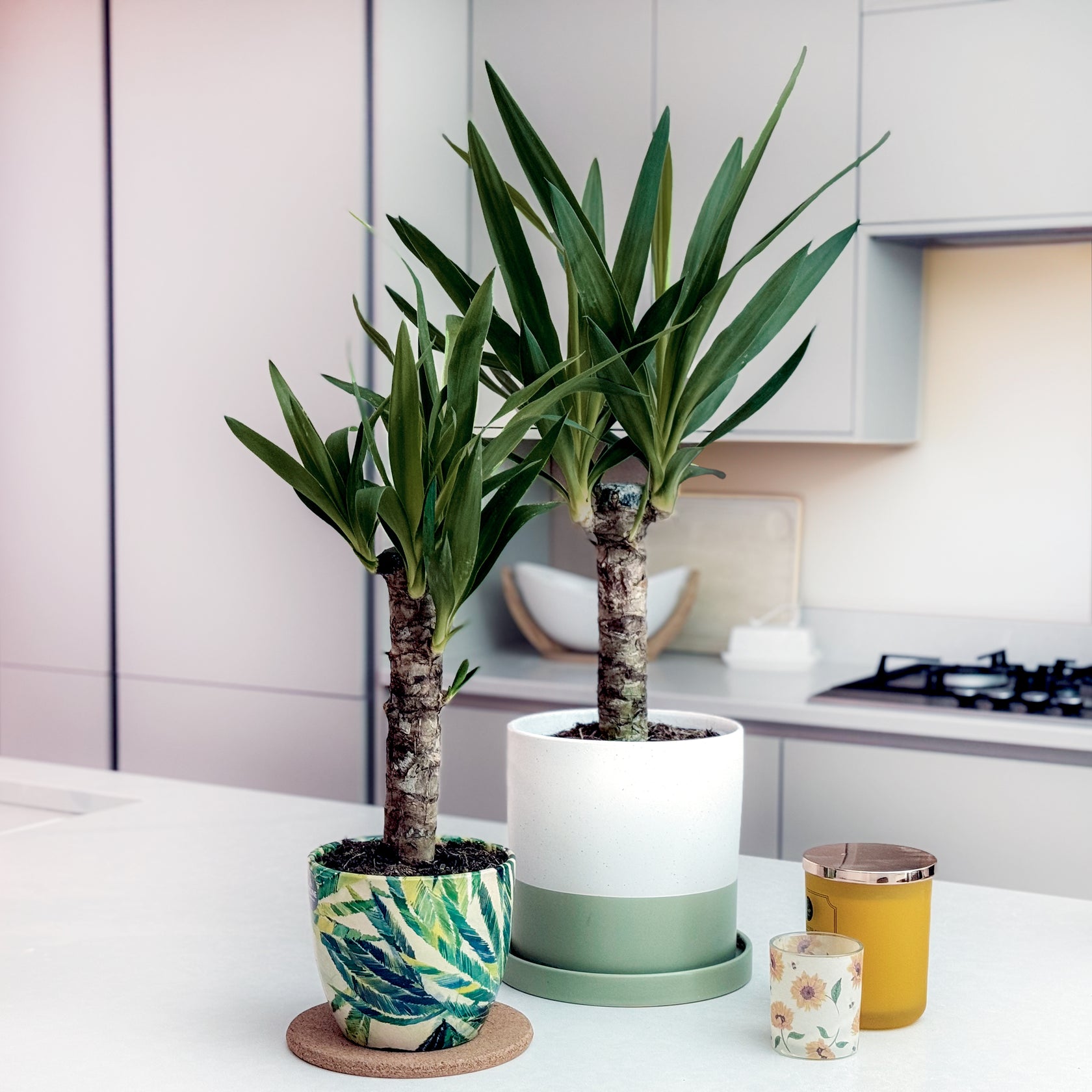 Yucca & Yucca Elephantipes & Houseplant UK