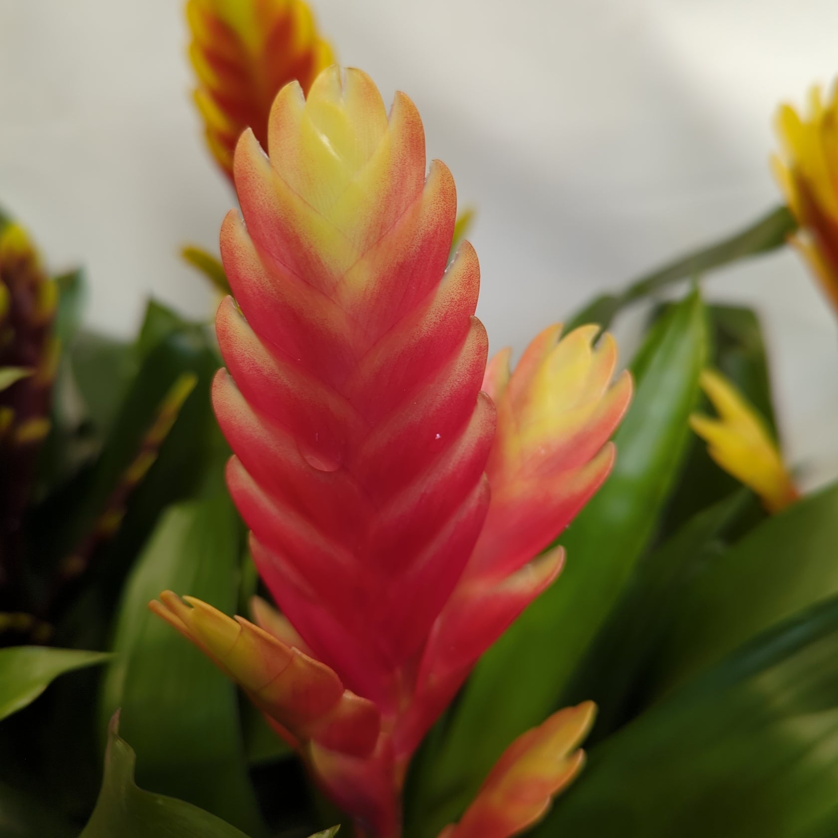 Vriesea Flaming Sword | Various Colours & Vriesea splendens & Houseplant UK