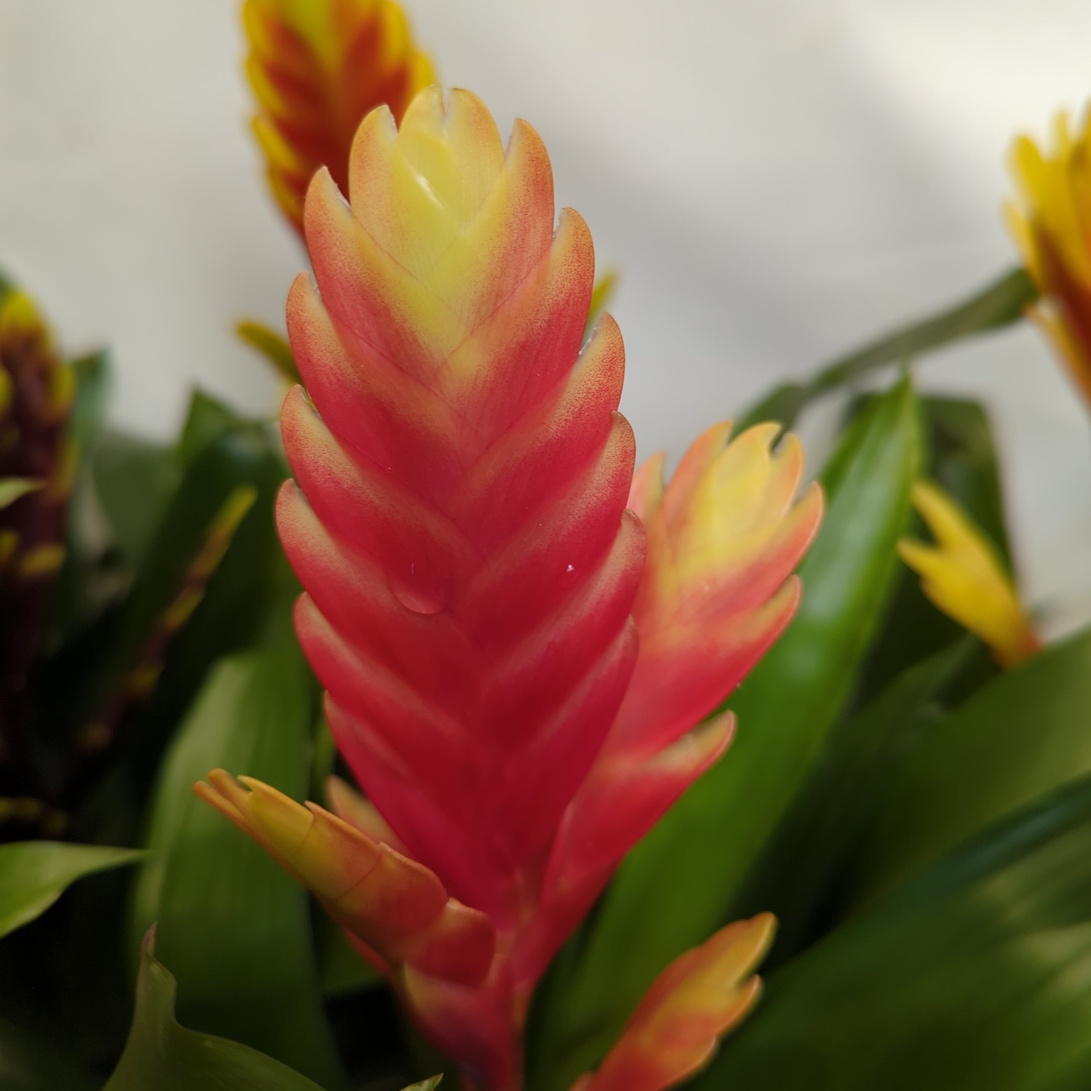 Vriesea Flaming Sword | Various Colours & Vriesea splendens & Houseplant UK