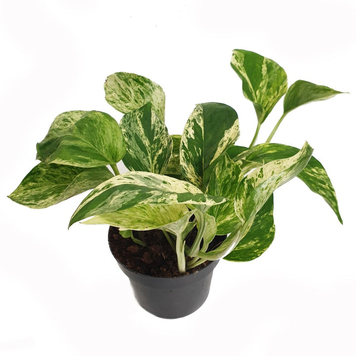 Pothos & Epipremnum Plants & Houseplant UK