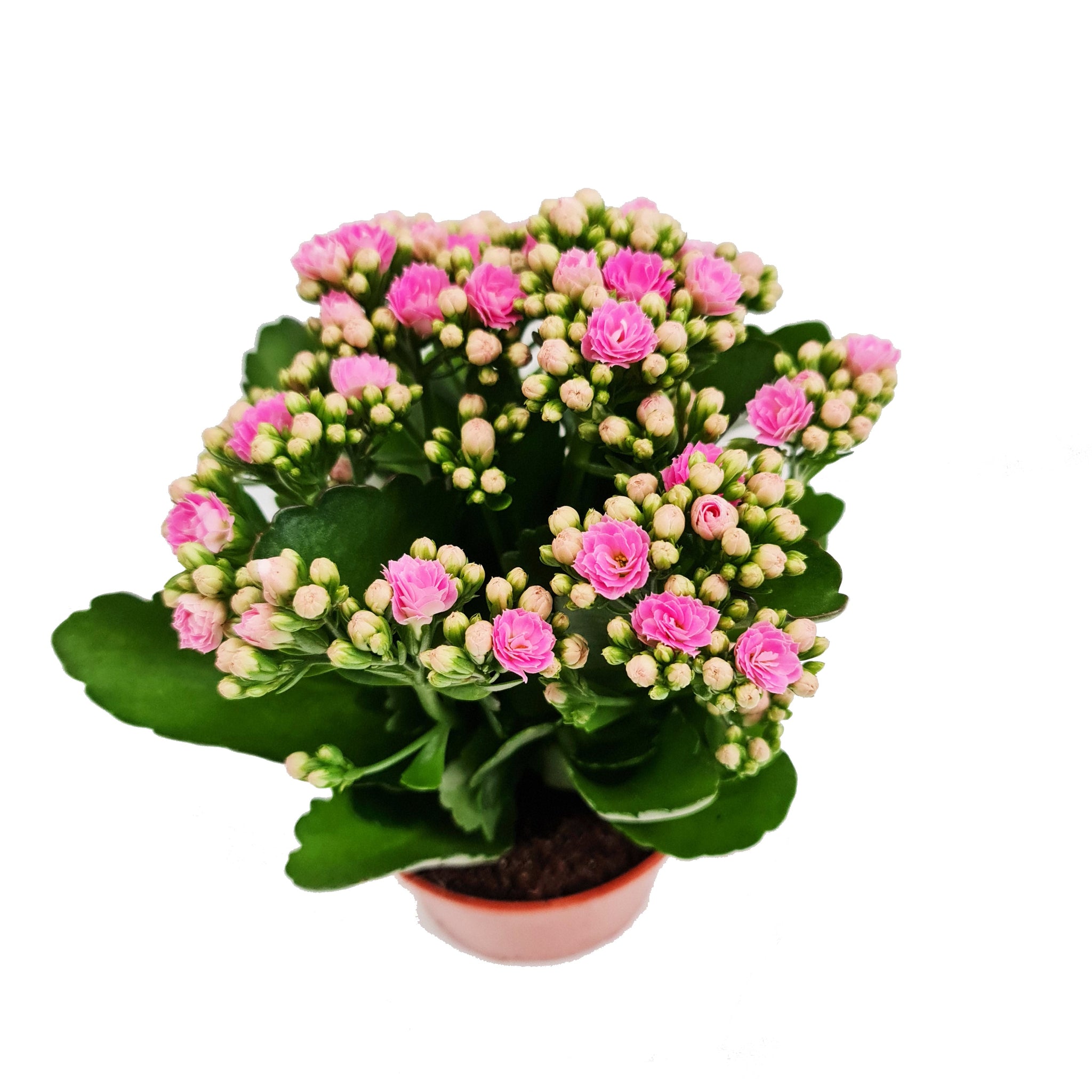 Pink Kalanchoe & Kalanchoe Blossfeldiana & Houseplant UK
