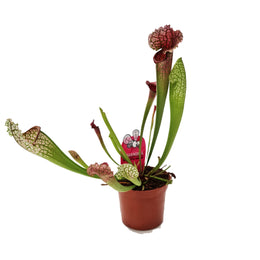 Carnivorous | Mystery Box & A Surprise Mix Of Bug Munchers & Houseplant UK